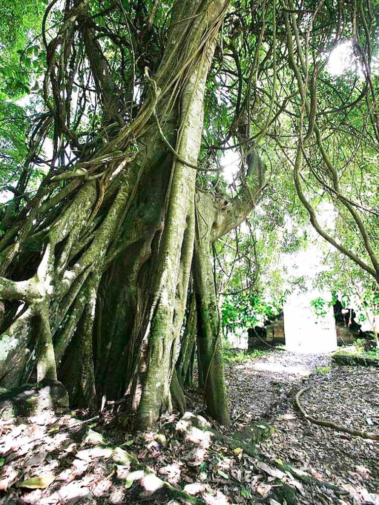 Làng đầu lâu Trunyan Bali- Cách đến, giá vé, kinh nghiệm tham quan 2026 ...